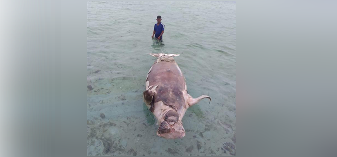 Rare sea cow found dead in Sagay reef - Digicast Negros