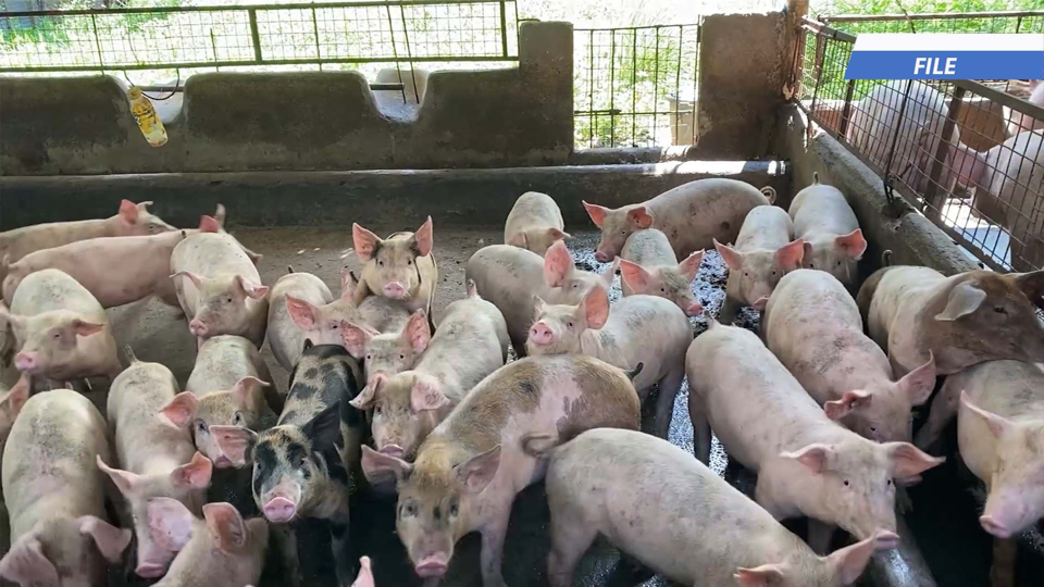 Swine deaths gina-validate; iban nga pig deaths gintuga sang pneumonia ...
