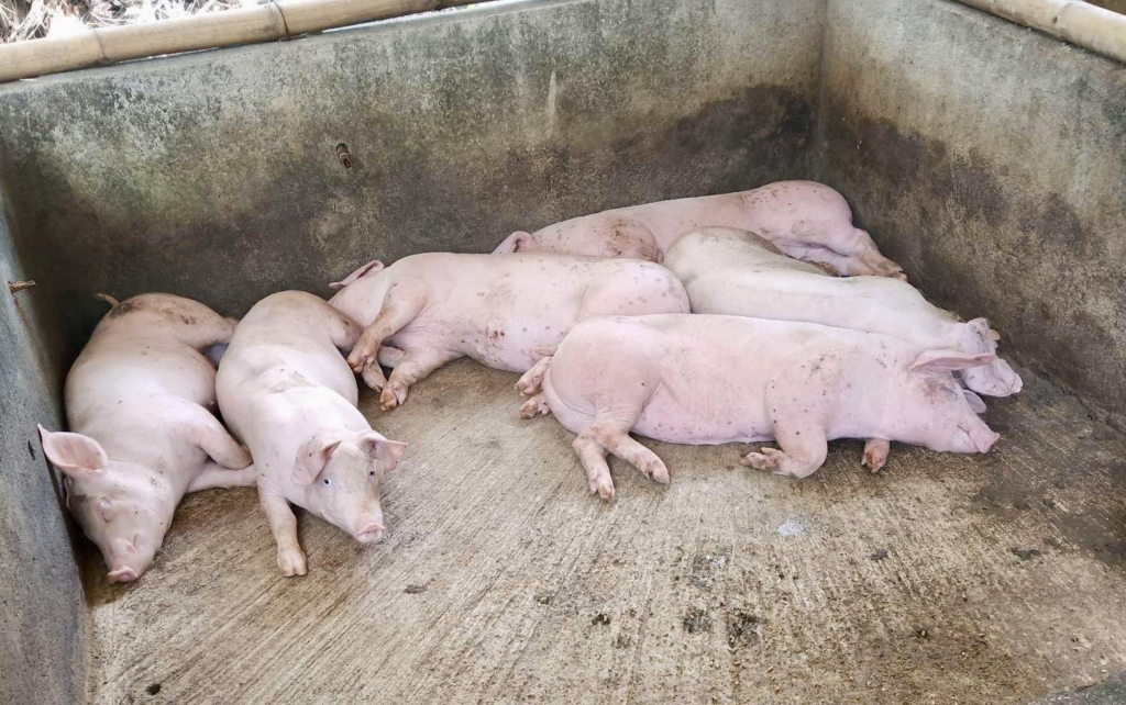 Baboy gikan sa Pulupandan nagpositibo sa ASF – BAI - Digicast Negros