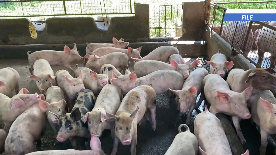 Vet: Hog cholera caused pig deaths - Digicast Negros