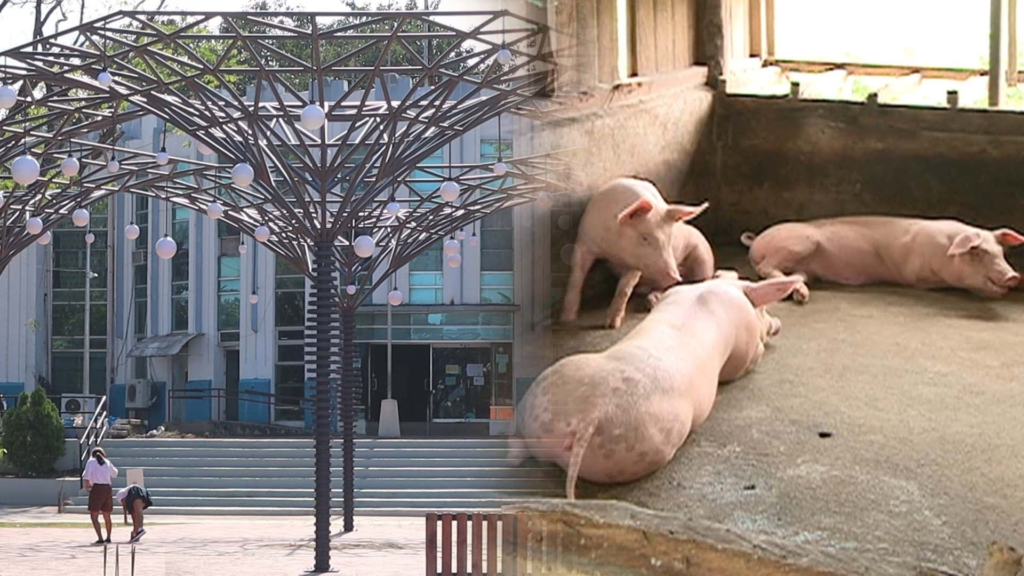 Escalante City ginalauman ma upgrade sa Pink Zone sa ASF Zoning ...