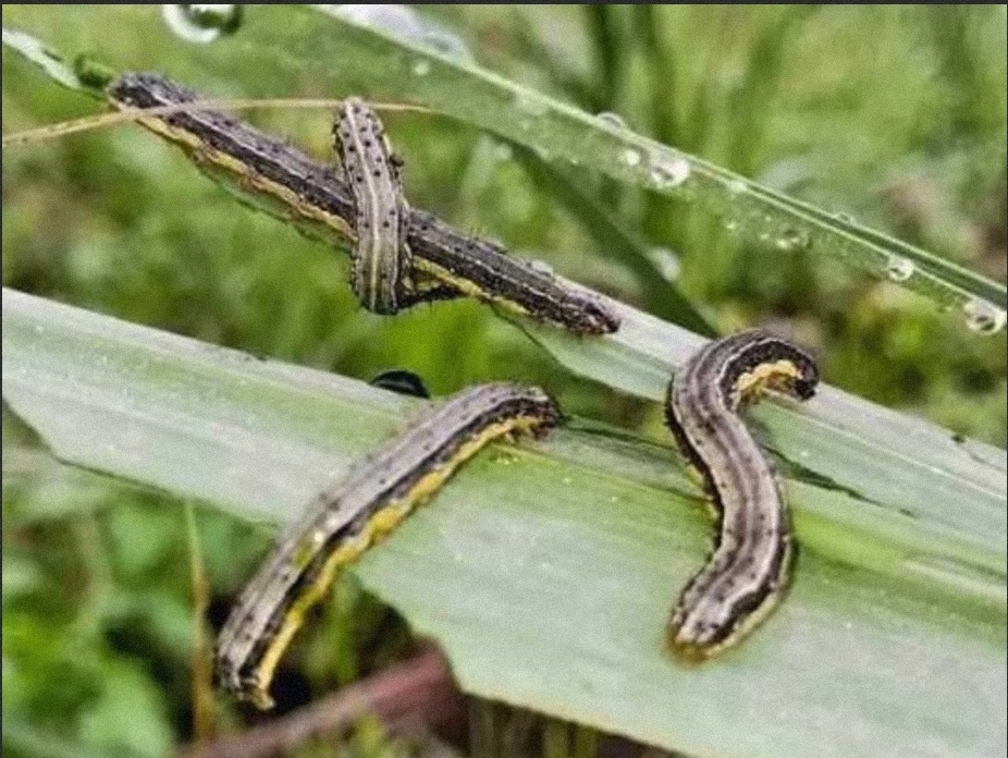 Fall armyworms spread, attack crops in 9 LGUs - Digicast Negros
