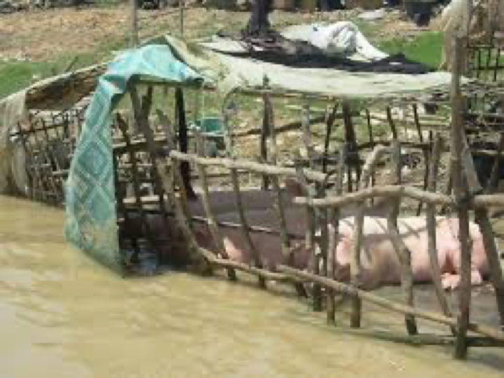 Protect pigs from floodwaters to prevent ASF, prov’l vet says ...