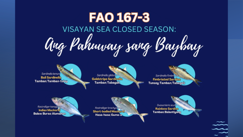 BFAR: 3-month fishing ban in Visayan Sea starts Friday - Digicast Negros