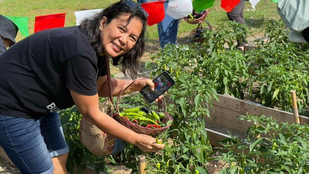 Farmers Weekend Market turns 12 with upgraded urban vegetable garden ...